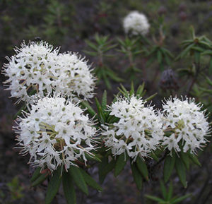 Labrador Tea - Watersheds Canada – Work, Live & Play in Healthy Lakes ...