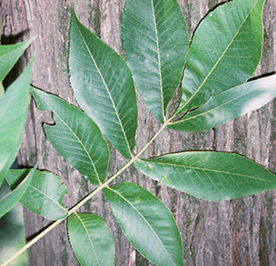 Shellbark Hickory - Watersheds Canada – Work, Live & Play in Healthy ...