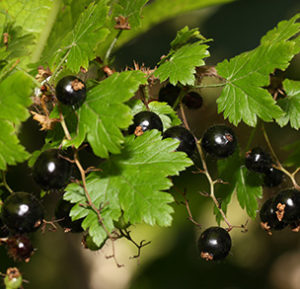 Swamp Black Currant - Watersheds Canada – Work, Live & Play in Healthy ...