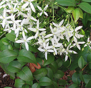 Virgin’s Bower - Watersheds Canada – Work, Live & Play in Healthy Lakes ...