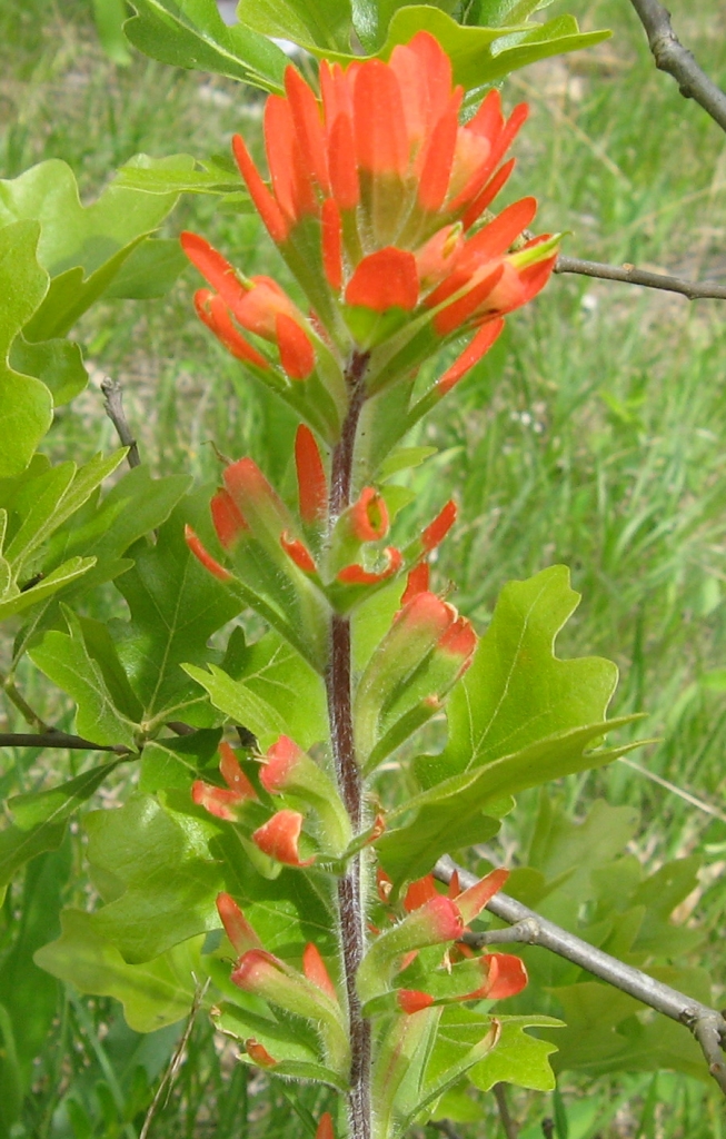 Indian Paintbrush - Watersheds Canada – Work, Live & Play in Healthy ...