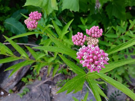 Swamp Milkweed - Watersheds Canada – Work, Live & Play in Healthy Lakes ...