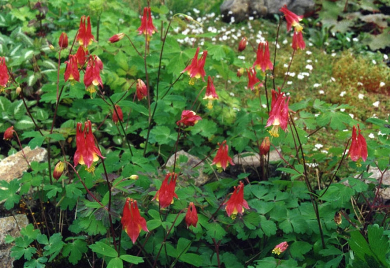 Wild Columbine - Watersheds Canada – Work, Live & Play in Healthy Lakes ...