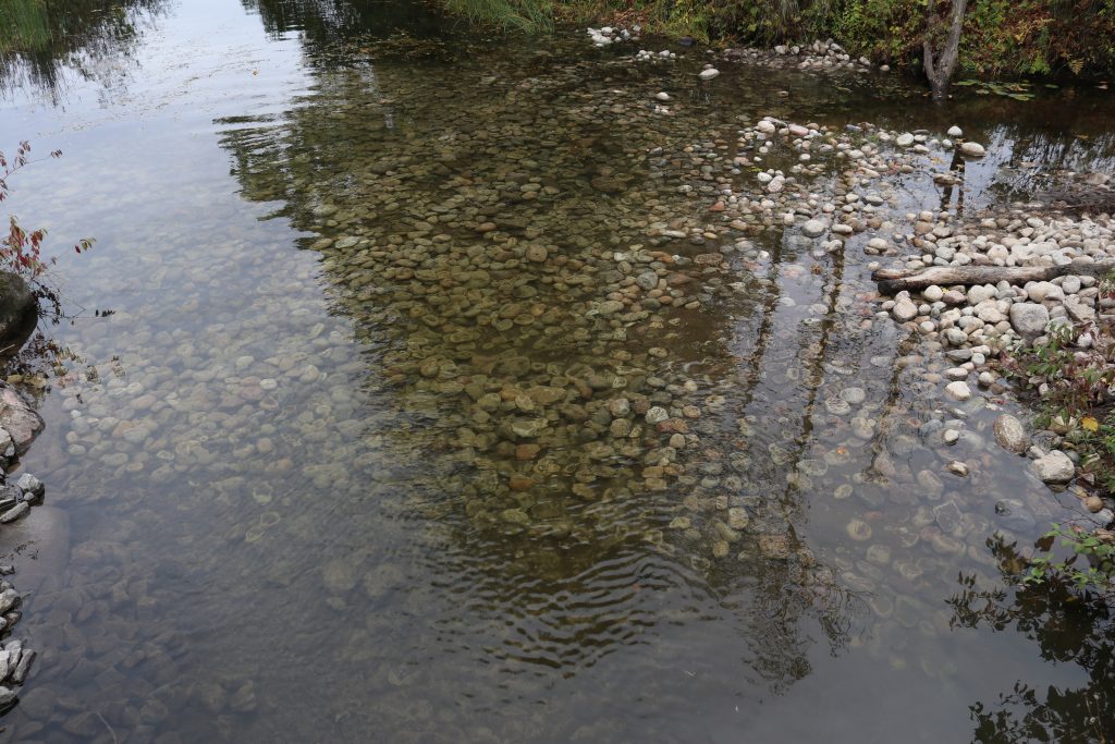 Walleye Projects - Watersheds Canada – Work, Live & Play in Healthy ...