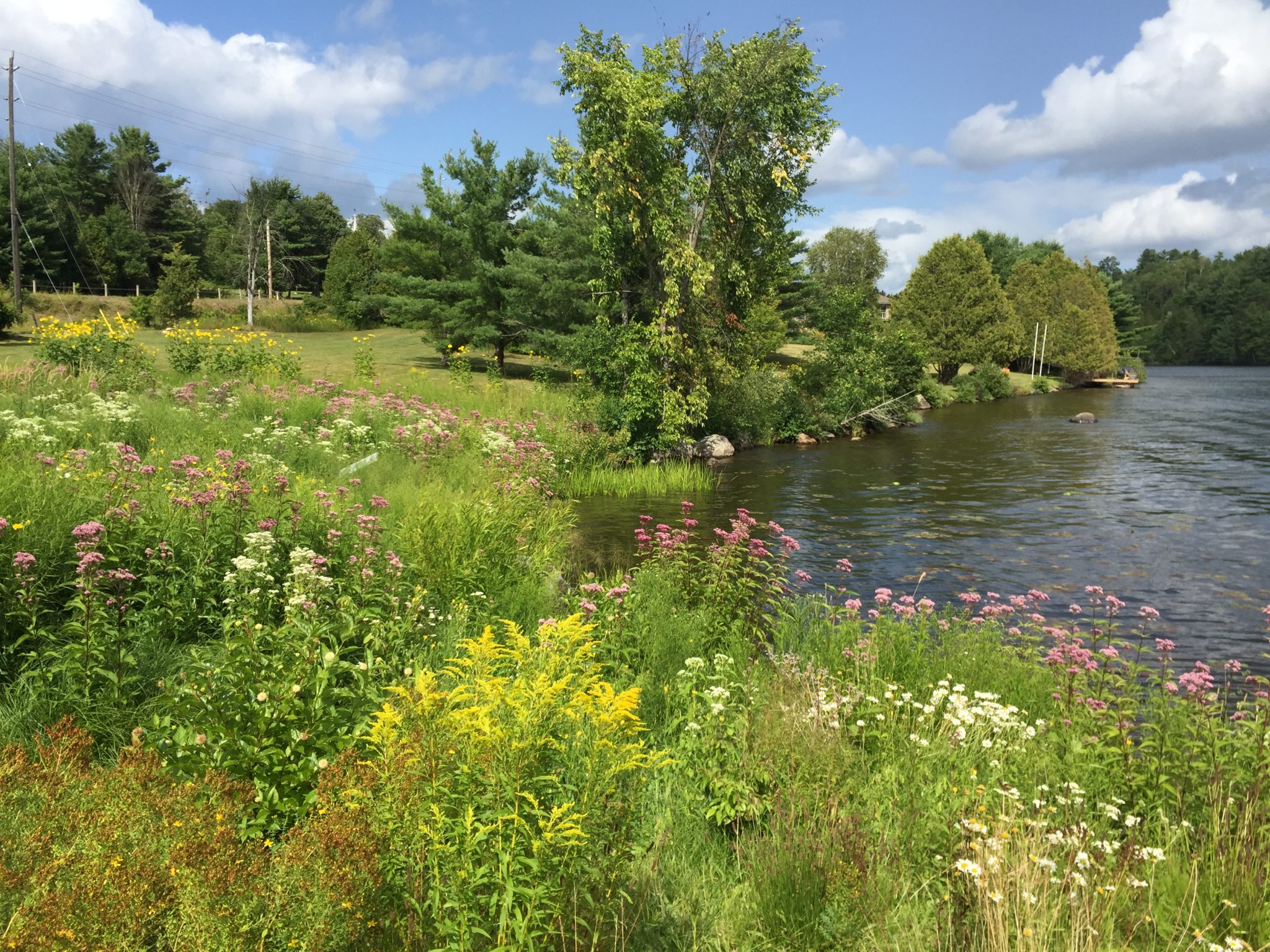 Happy Earth Day! 3 Free and Easy Ways to Create Wildlife Habitat ...