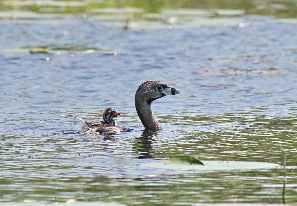 Know, and love, your lake! - Watersheds Canada – Work, Live & Play in ...