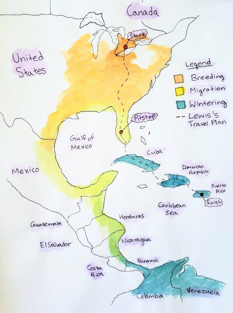 My Journey to the South: The Fall Migration of a Prothonotary Warbler ...