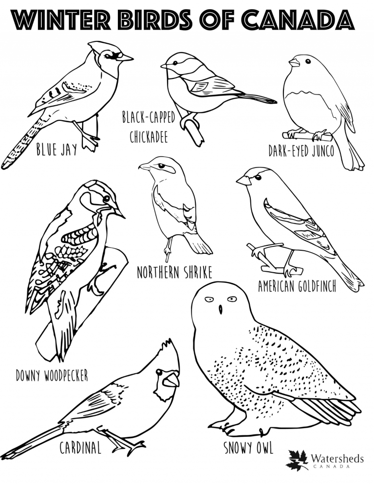 10 Ways to Enjoy Nature this Winter
