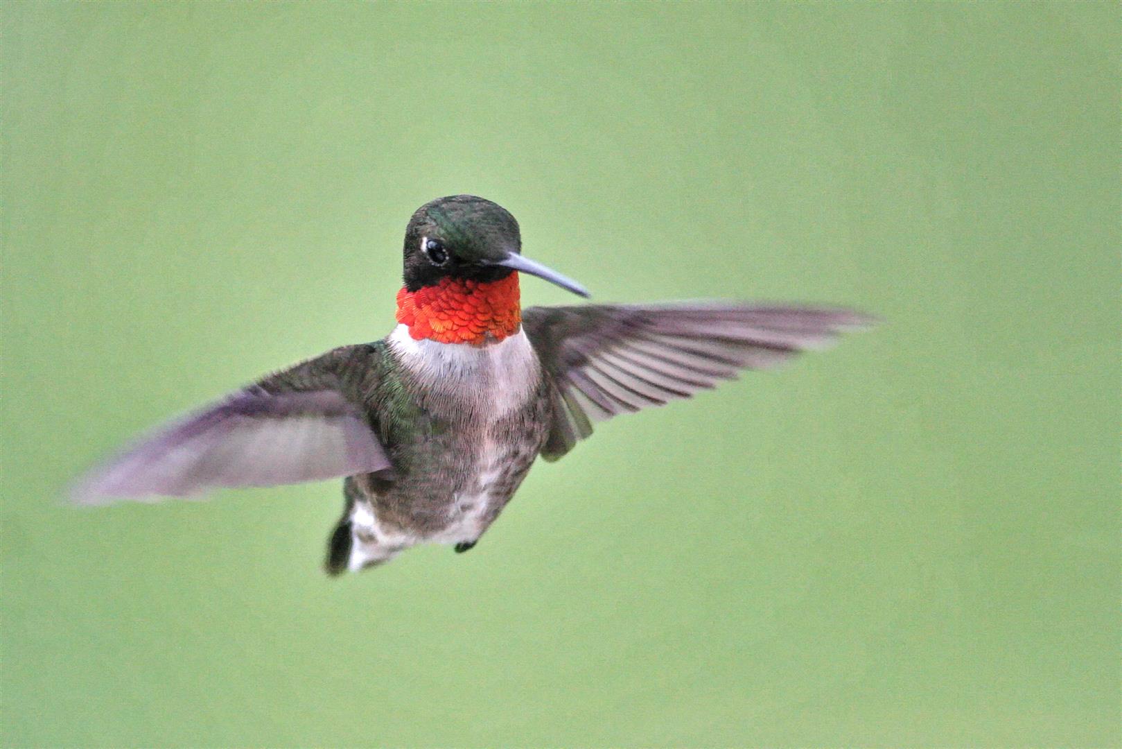 Get to Know your Pollinators - Watersheds Canada – Work, Live & Play in ...