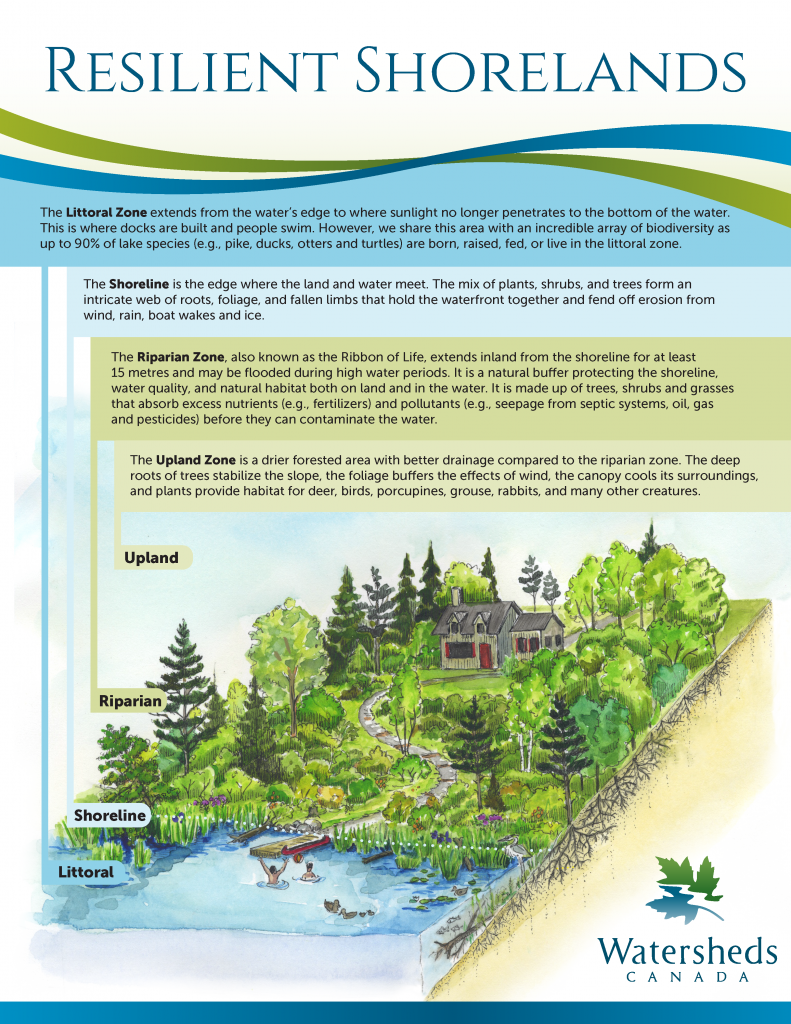 Celebrate World Wetlands Day with these 4 Resilient Shorelines Resources!