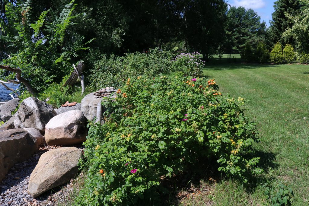 Why ‘Soft’ Shorelines Are More Beneficial to your Shoreline Property ...