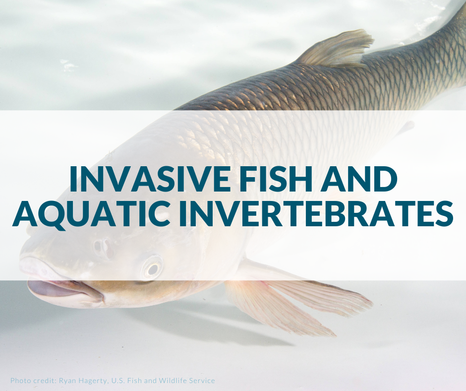 Invasive Species – toolkit resources - Watersheds Canada – Work, Live ...