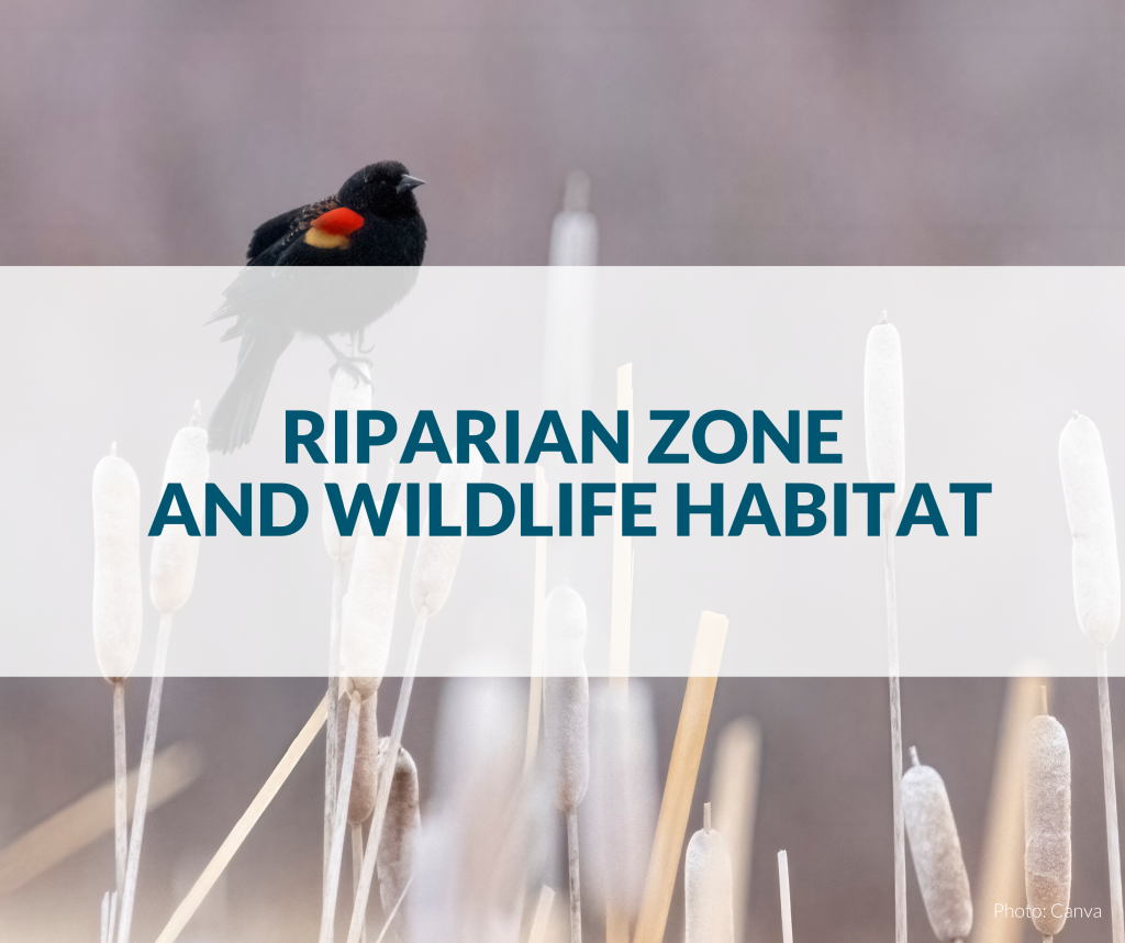Natural Shorelines – toolkit resources - Watersheds Canada – Work, Live ...