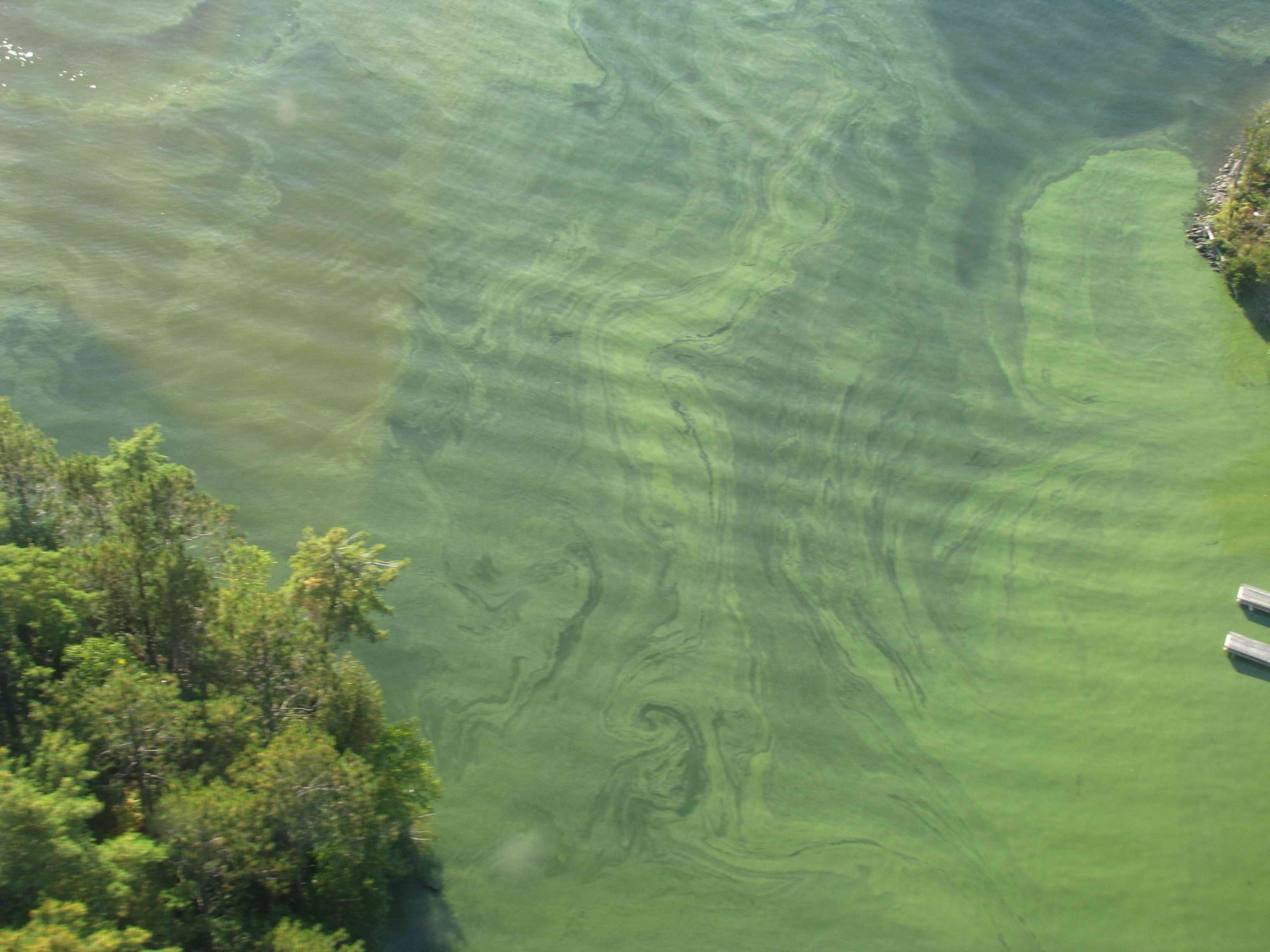 Why is blue-green algae (cyanobacteria) becoming more prominent ...
