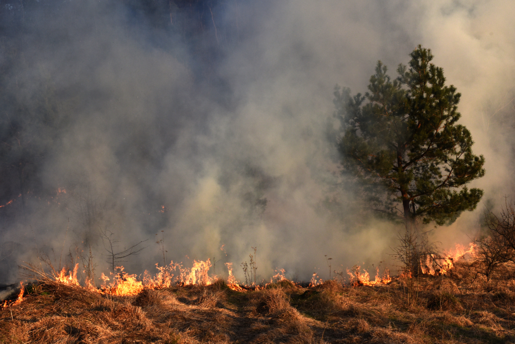 Wildfire Cycles and Ecosystem Regeneration in Canada - Watersheds ...