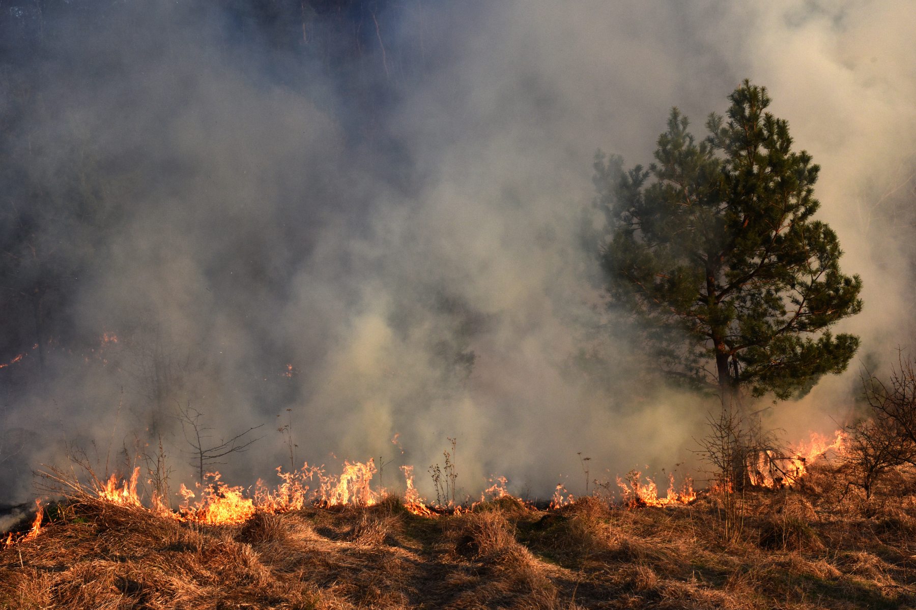 Wildfire Cycles and Ecosystem Regeneration in Canada