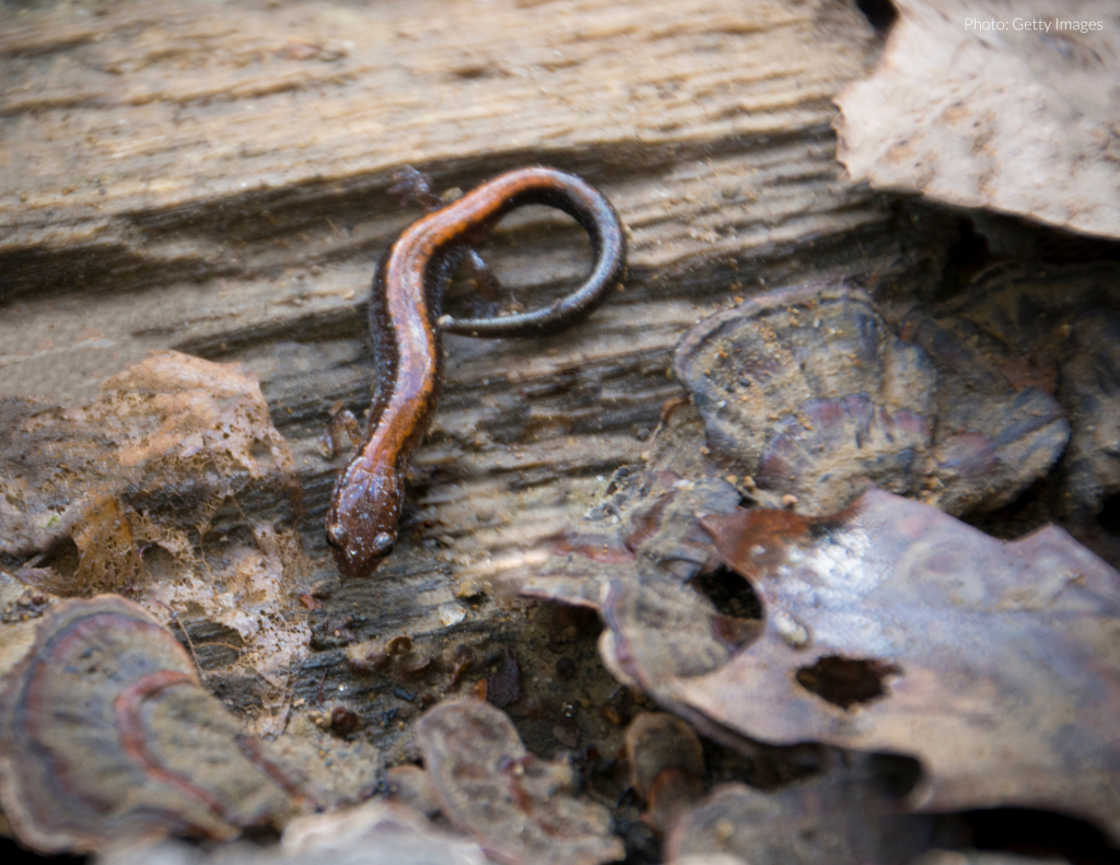 The Eastern Red-Backed Salamander and Our Shared Shoreline Responsibility
