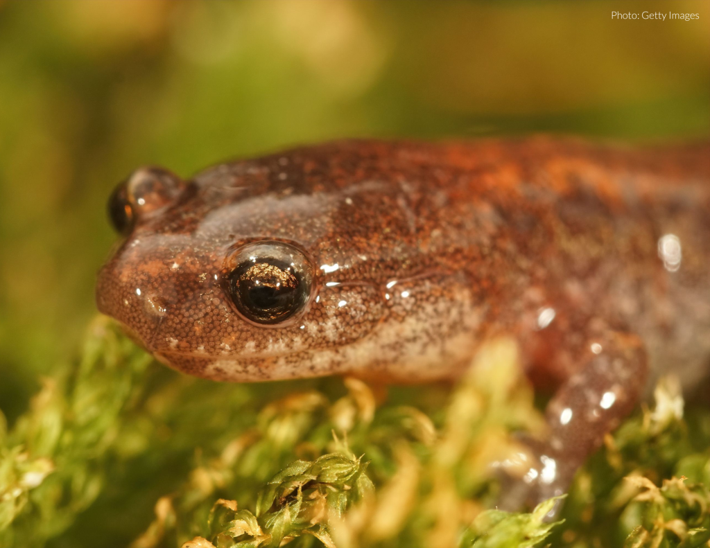 The Eastern Red-Backed Salamander and Our Shared Shoreline ...