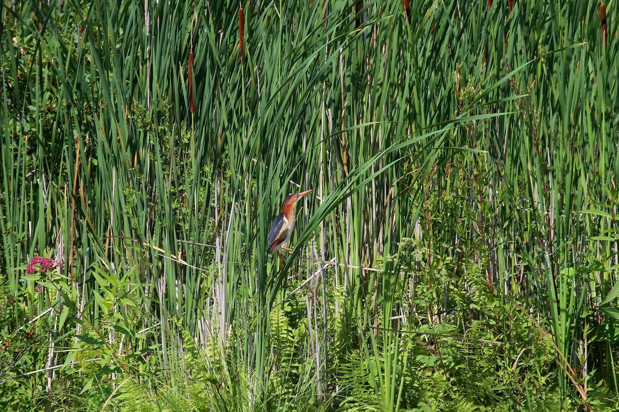 Wetlands: How Marshes and Swamps Can Save the World - Watersheds Canada ...