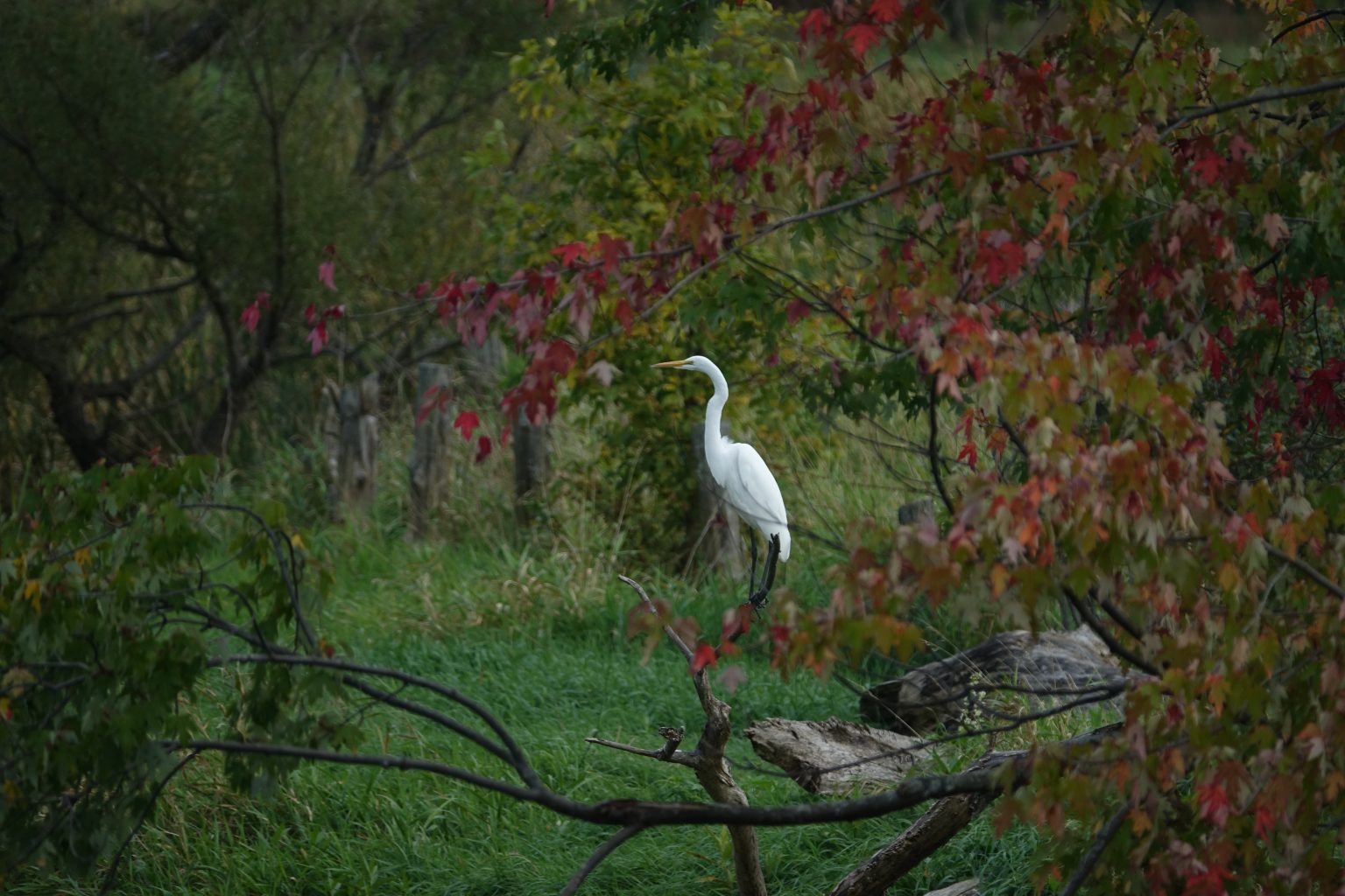 Wetlands: How Marshes and Swamps Can Save the World - Watersheds Canada ...