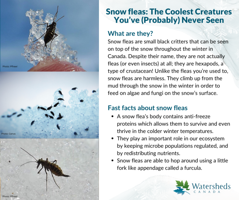 10 Days of Winter Activities with Your Family! - Watersheds Canada ...
