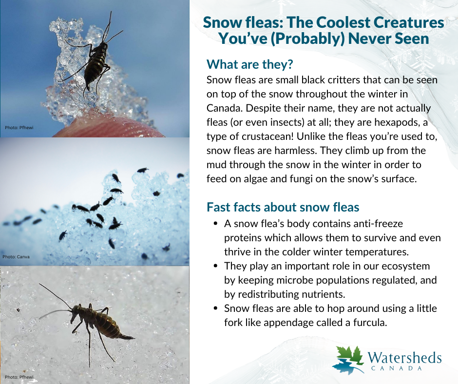 10 Days of Winter Activities with Your Family! - Watersheds Canada ...