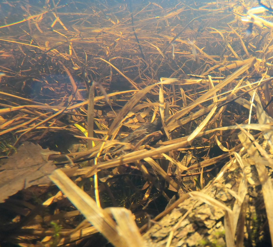 Macroinvertebrate Biomonitoring: Small Creatures, Big Impacts ...