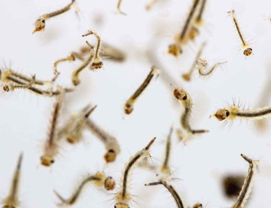 Macroinvertebrate Biomonitoring: Small Creatures, Big Impacts ...