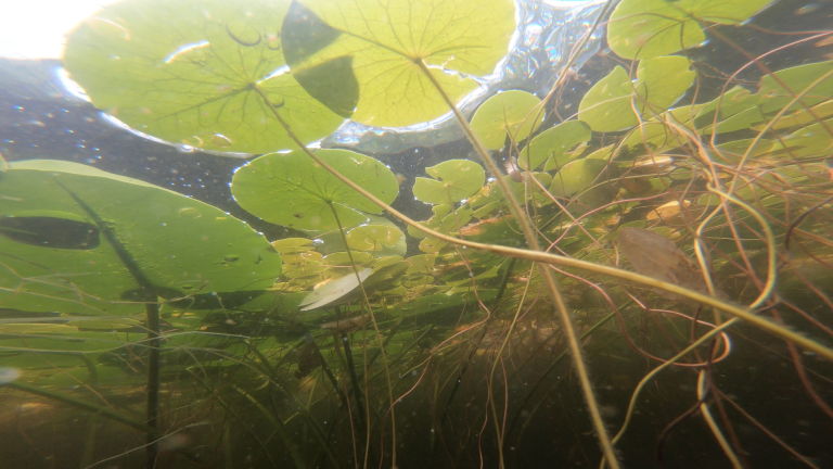 The Benefits of Aquatic Vegetation for Wildlife and Freshwater Health ...