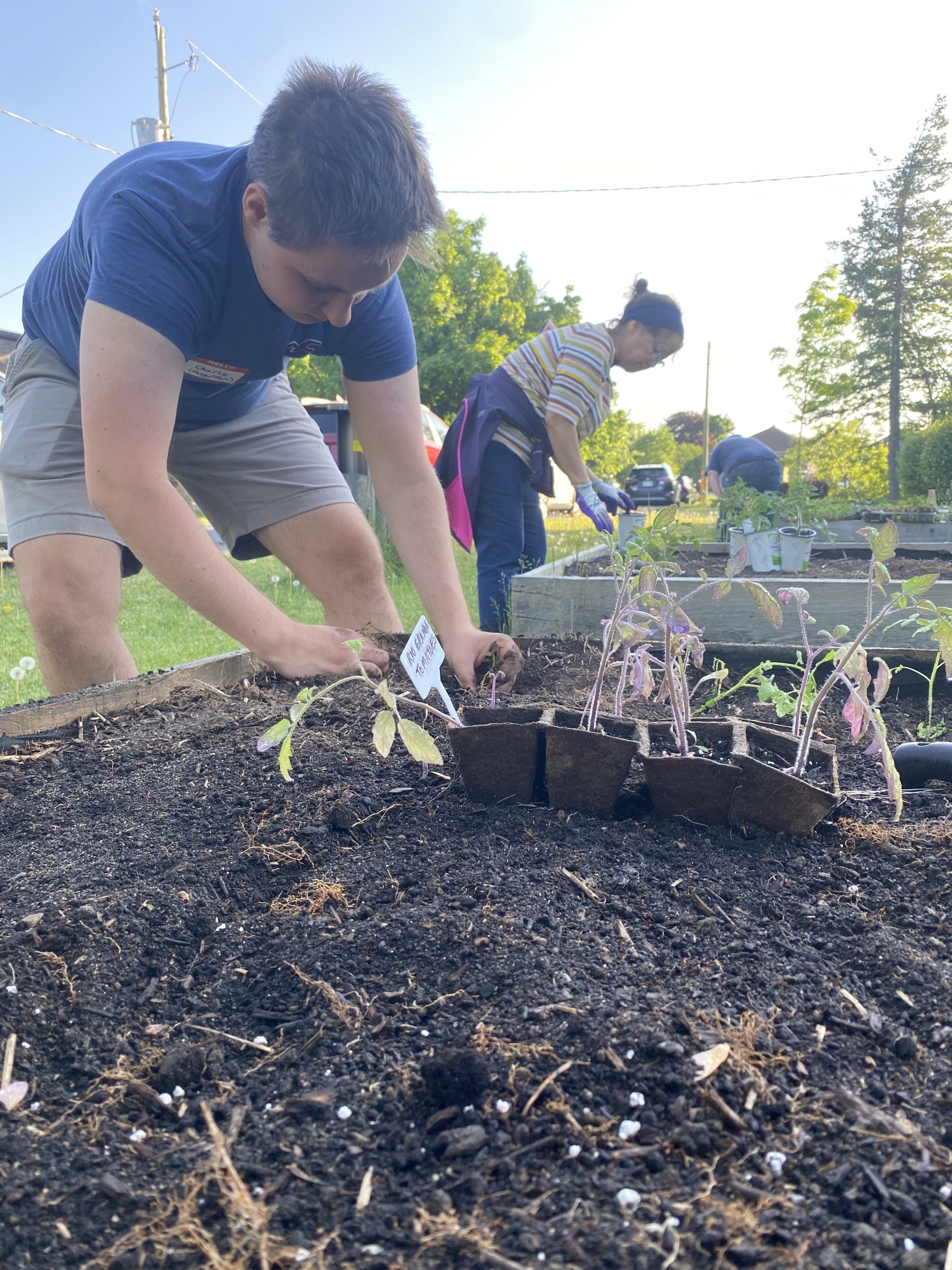 Cultivating Community through Urban Gardens and Initiatives ...