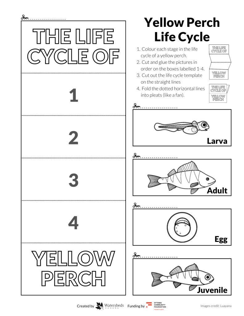 Freshwater, Plants, and People Program - Watersheds Canada – Work, Live ...