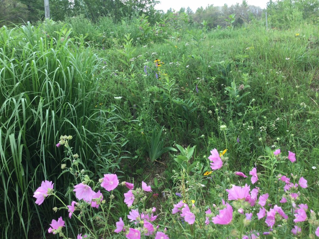 Septic System Health and Native Plants